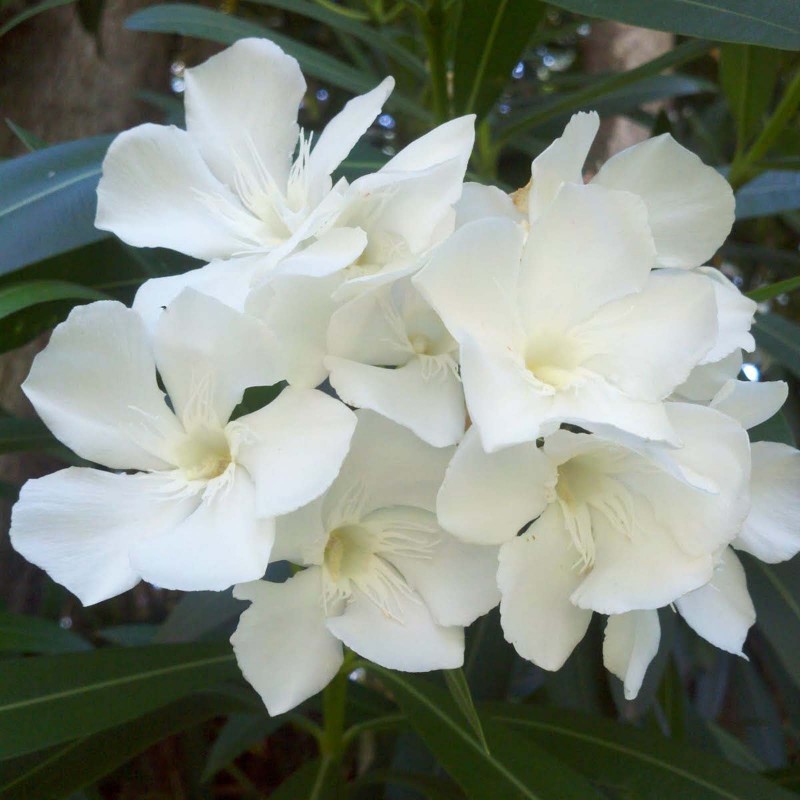 Beli Oleander Seme (Nerium oleander)