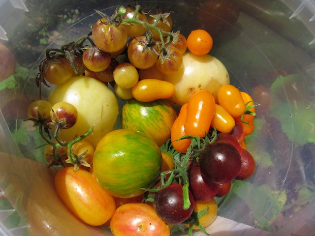 Mix nekoliko nesvakidašnjih sorti paradajza, seme 20 k