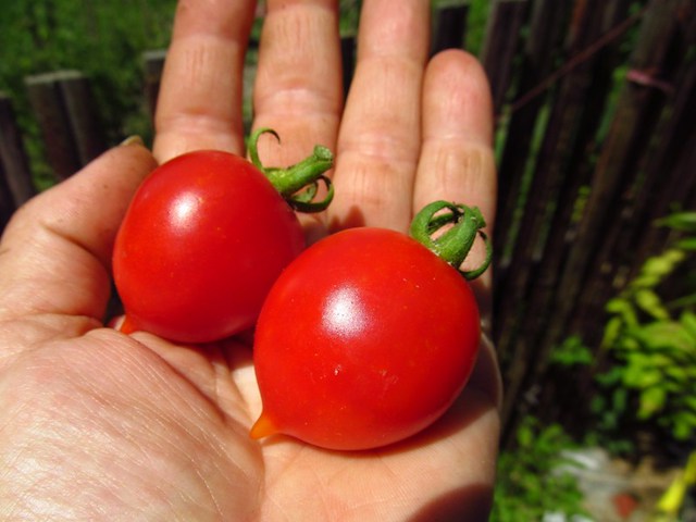 Princ Borhes, paradajz seme 20 komada