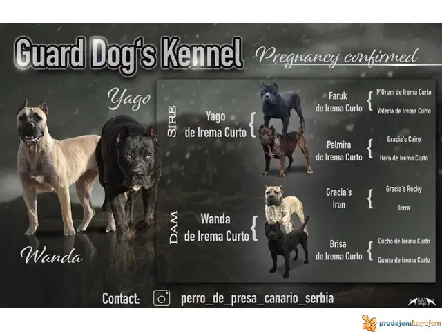 Perro de Presa CANARIO - psi uvezeni sa Kanarskih ostrva