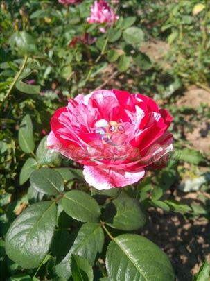 Sadnice ruža čajevke, polijante i puzavice