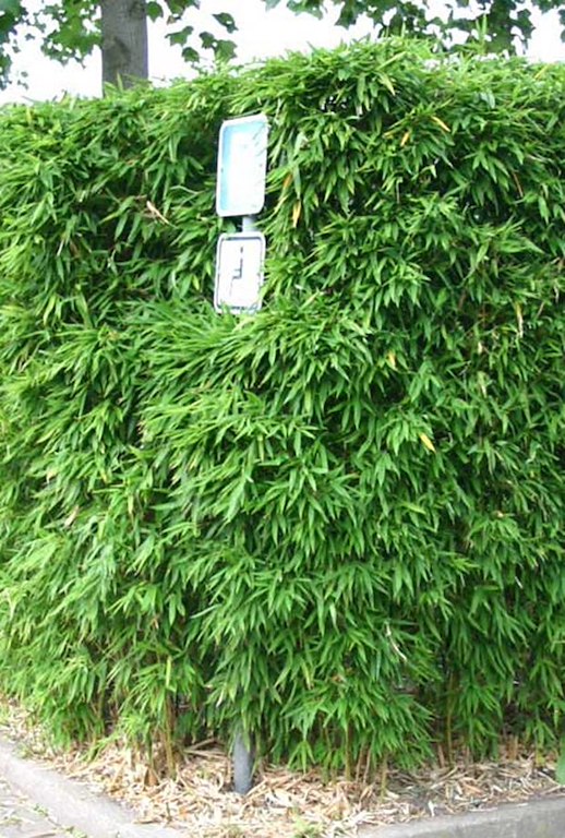 Prodaja sadnica – Bambus