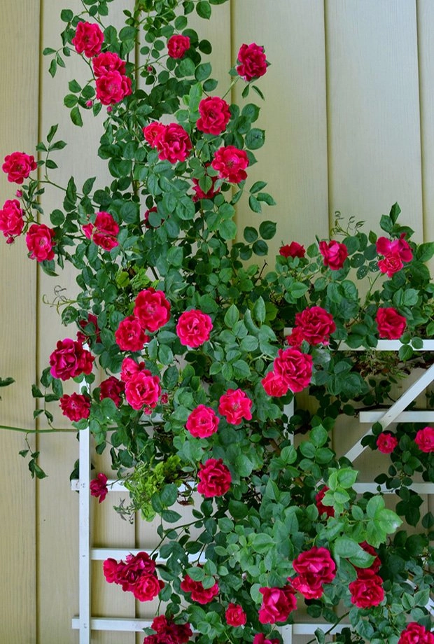 Prodaja sadnica – Ruže penjačice