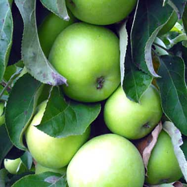 Stubasta zelena jabuka