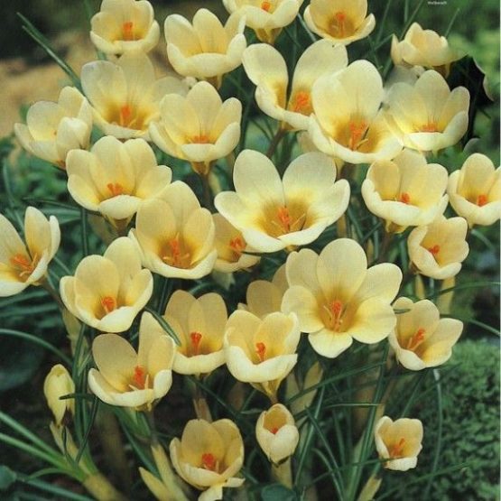Crocus Chrysanthus Cream Beauty 15/1