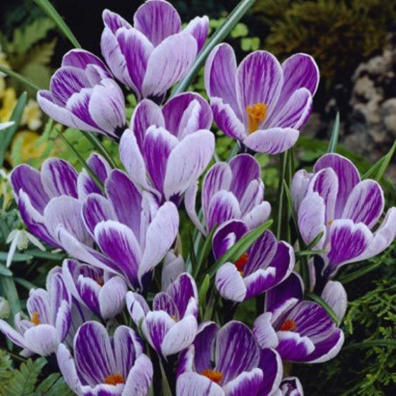 Crocus Large Flowering King Of The Striped 15/1