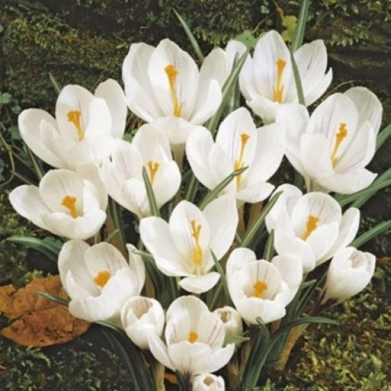 Crocus Large Flowering-Jeanne D’Arc 15/1