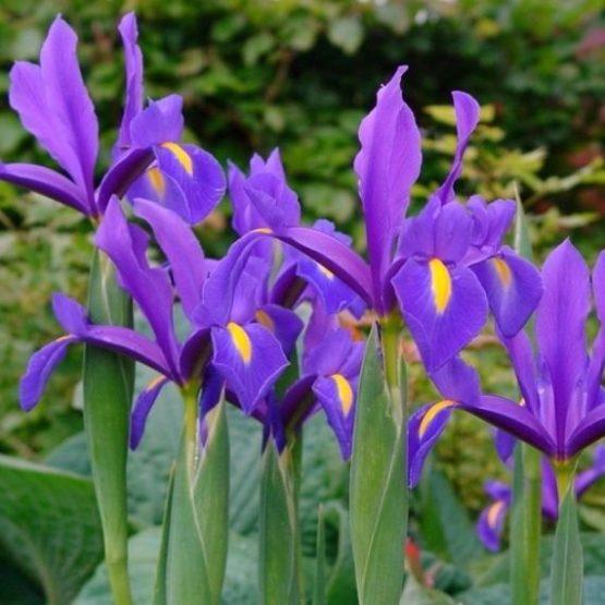 Iris Holandica hybrid Blue magic 10/1