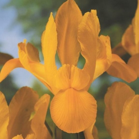 Iris Holandica hybrid Golden Beauty 10/1