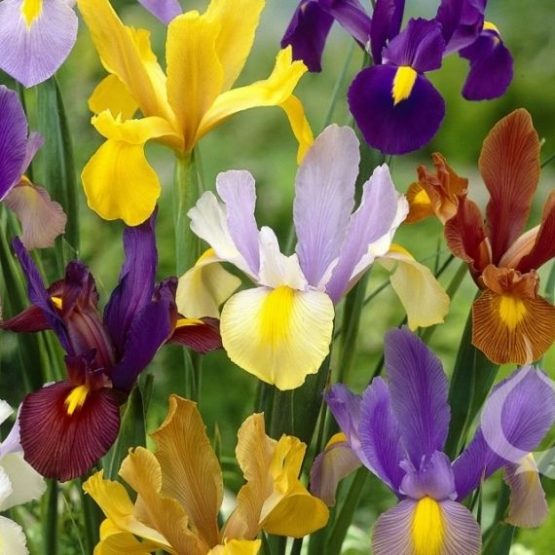 Iris Holandica hybrid Mix 10/1