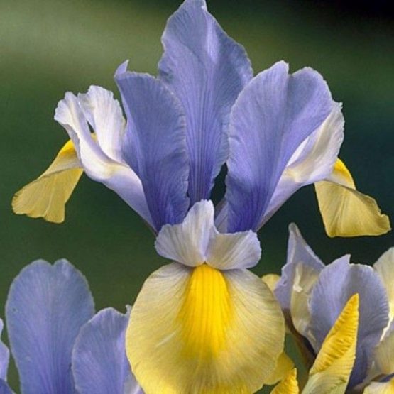 Iris Holandica hybrid Oriental Beauty 10/1