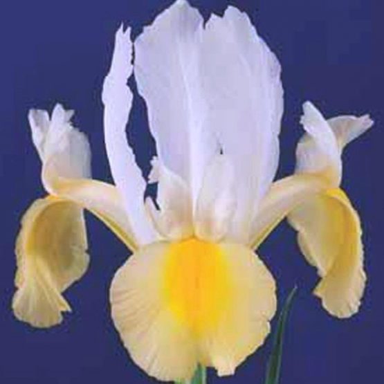 Iris Holandica hybrid Symphony 10/1
