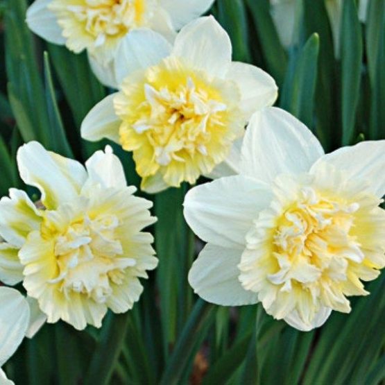 Narcissus Double Ice King 5/1