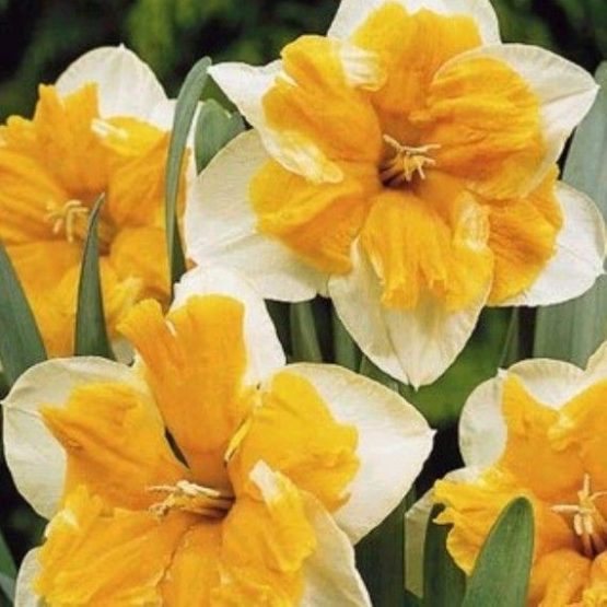 Narcissus Double Orangery 5/1
