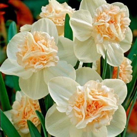 Narcissus Double Rosy Cloud 5/1