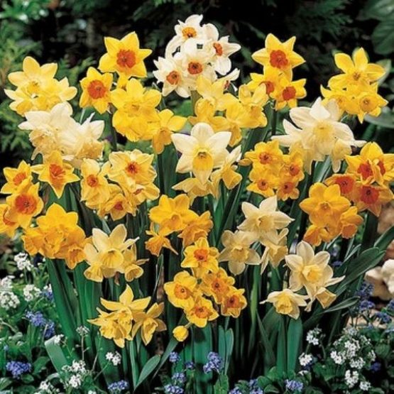 Narcissus Large Flowering Mix 5/1