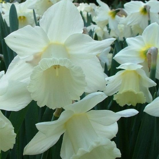 Narcissus Large Flowering Mount Hood 5/1