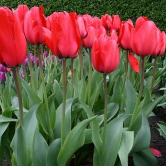 Tulipa Darvin Hybride Red Impression 8/1