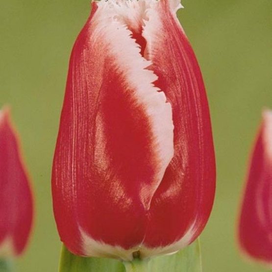 Tulipa fringend Canasta 7/1