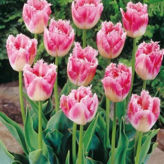 Tulipa fringend Fancy Frills 7/1