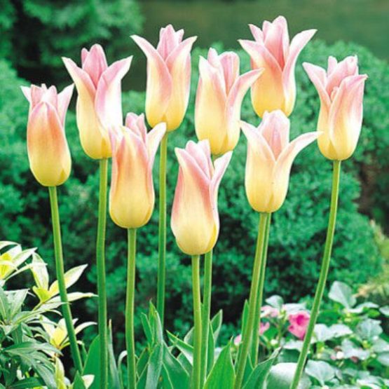Tulipa Lily Flowering Elegant Lady 7/1