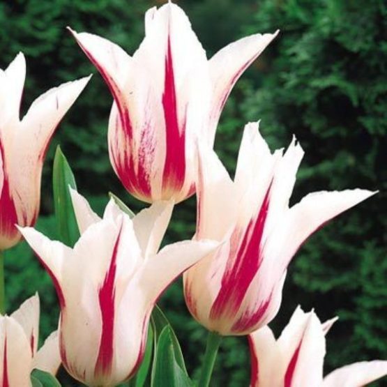 Tulipa Lily Flowering Marilyn 7/1