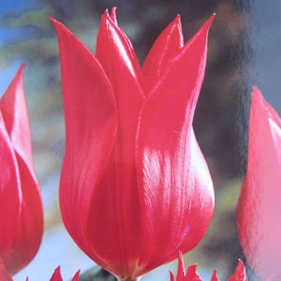 Tulipa Lily Flowering Red Shine 7/1