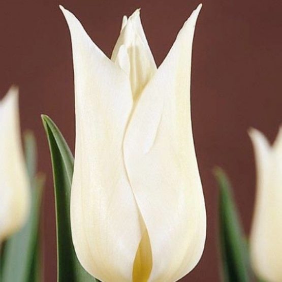 Tulipa Lily Flowering White Elegance 7/1