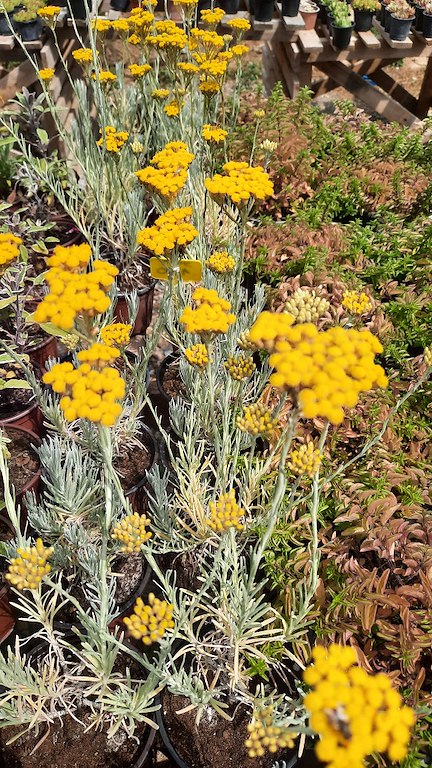 Helicrysum italicum – Smilje 1,5l