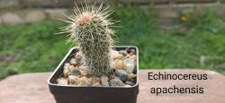 Zimootporni Kaktus Echinocereus Apachensis