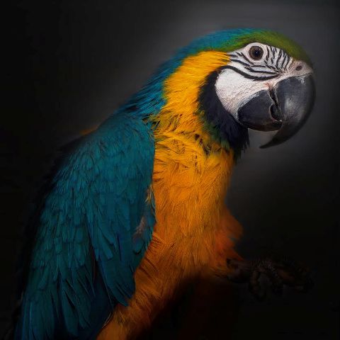 Papagaji, ručno othranjeni