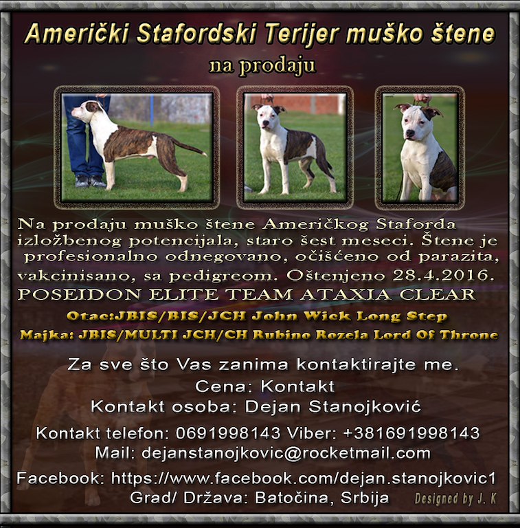 Američki Stafordski Terijer muško štene na prodaju