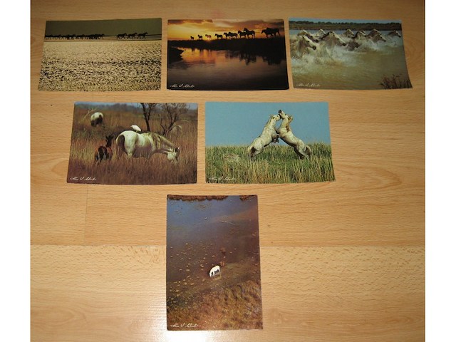Divlji konji lot 6 razglednica