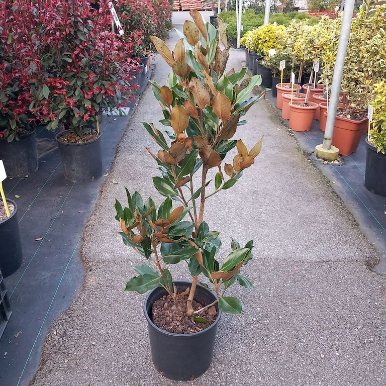 Magnolia grandiflora Little Gem 80/100 cm