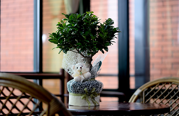 Prodavnica poklona - Bonsai drvo