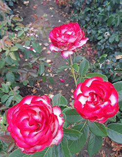 Ruža Čajevka FAIR LADY