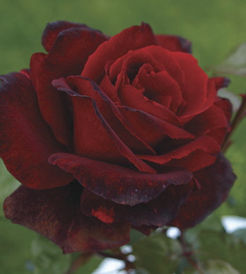 Ruža Čajevka INGRID BERGMAN