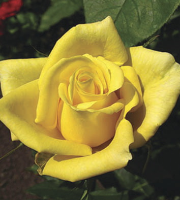 Ruža Čajevka LANDORA