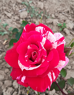 Ruža Čajevka PAPAGENO