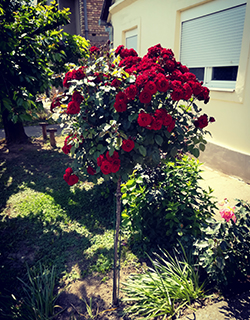 Ruža Stablašica LAVAGLUT