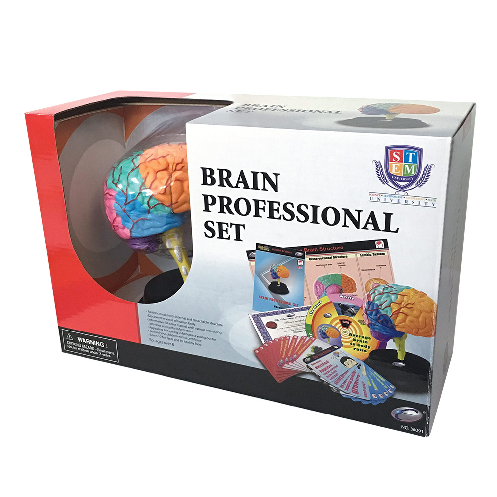 Anatomija mozga set
