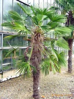 Trachycarpus fortunei - Chinese windmill palm 10 semenki