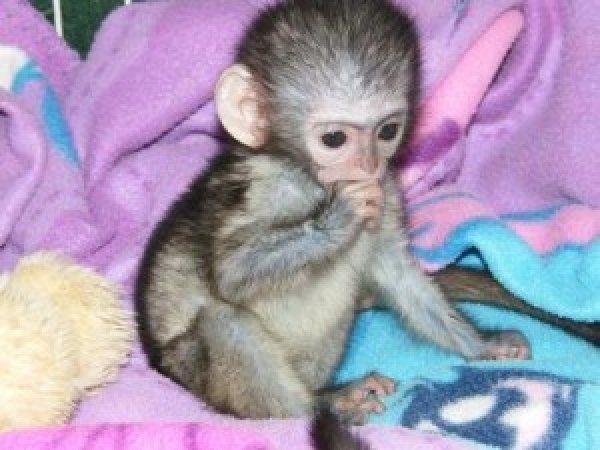 Na prodaju inteligentni bebi majmuni kapucini
