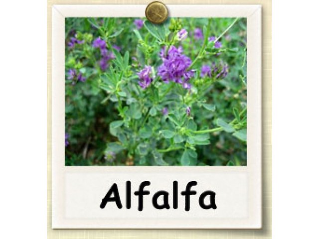Alfalfa Medicago Sativa (seme)