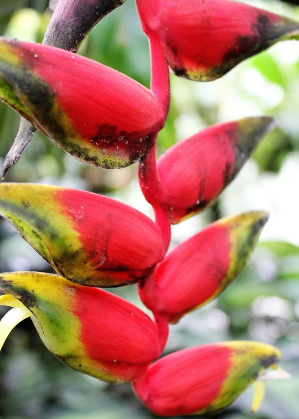 Egzoticne biljke crvene boje