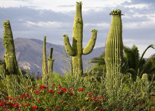 Kaktus crveno cvece