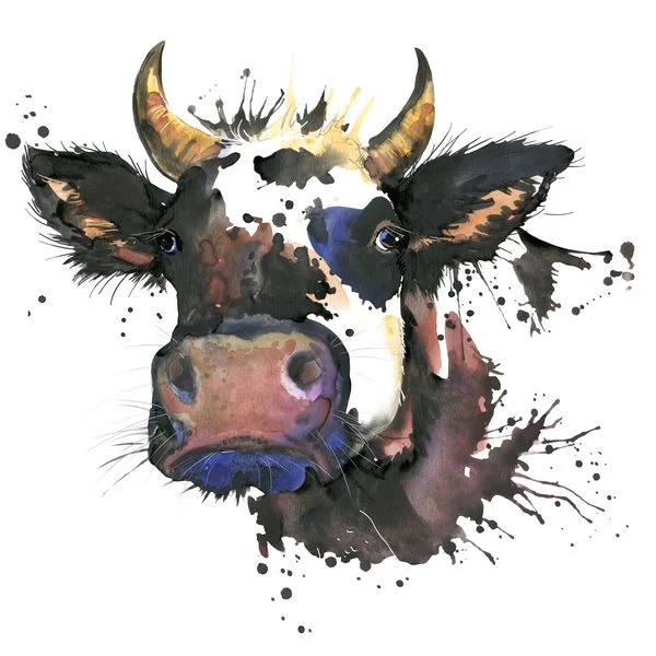 Krava nacrtana