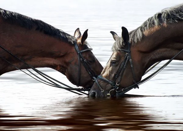 Konj dva konja piju vodu