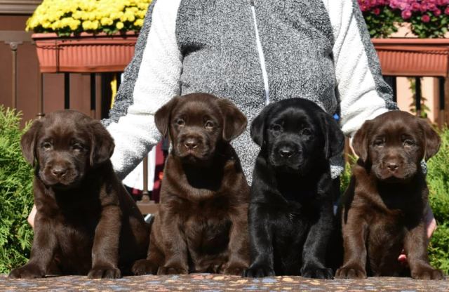 Labrador Retriver, čokoladni i crni štenci