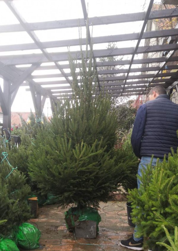 Novogodišnje drvce 2.2 – 3m (Picea abies)